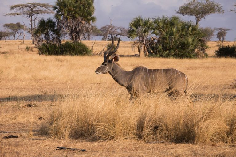 Wildlife Animals In Nyerere National Park Tanzania